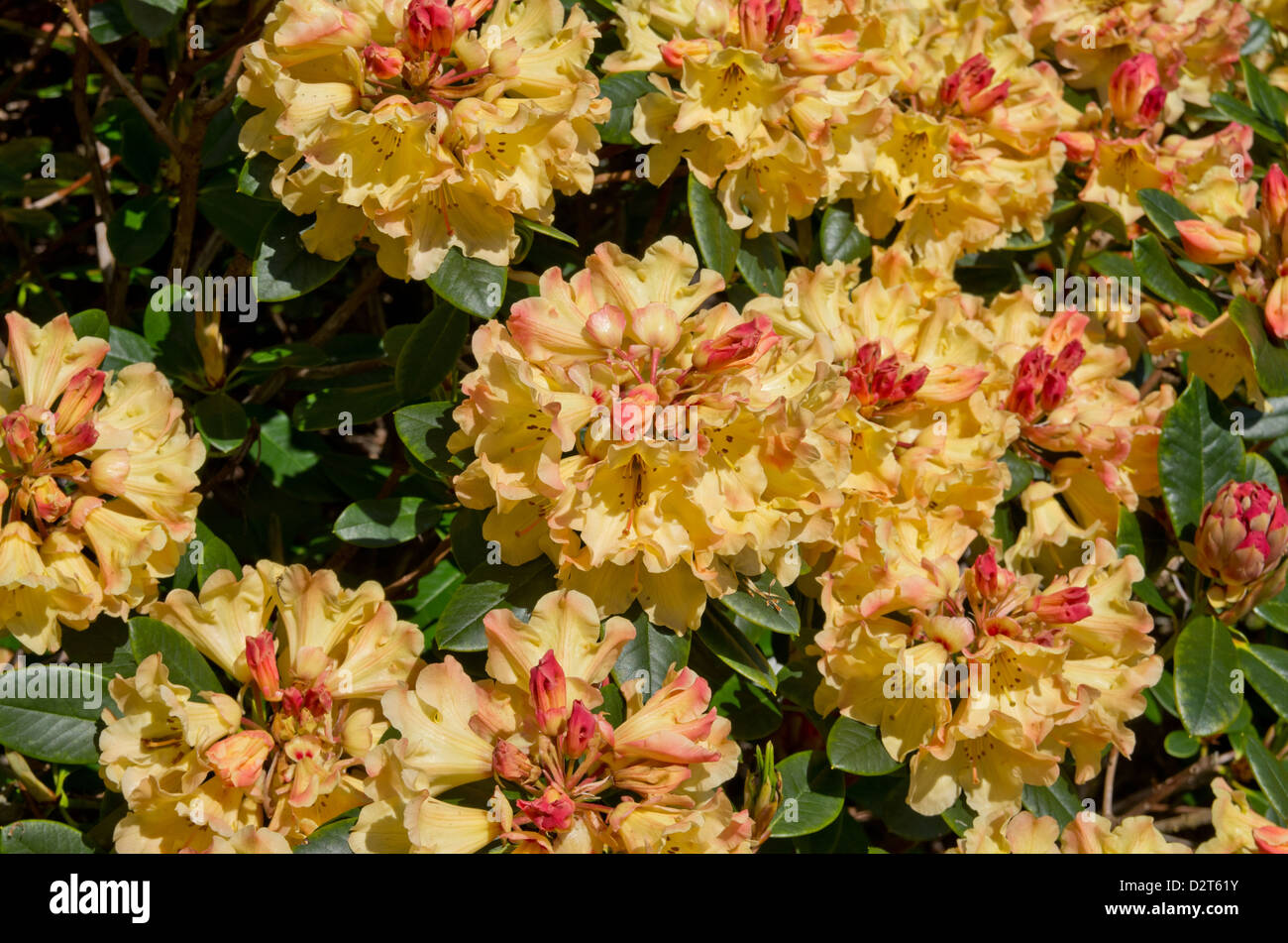 Rhododendron nancy evans hi-res stock photography and images - Alamy