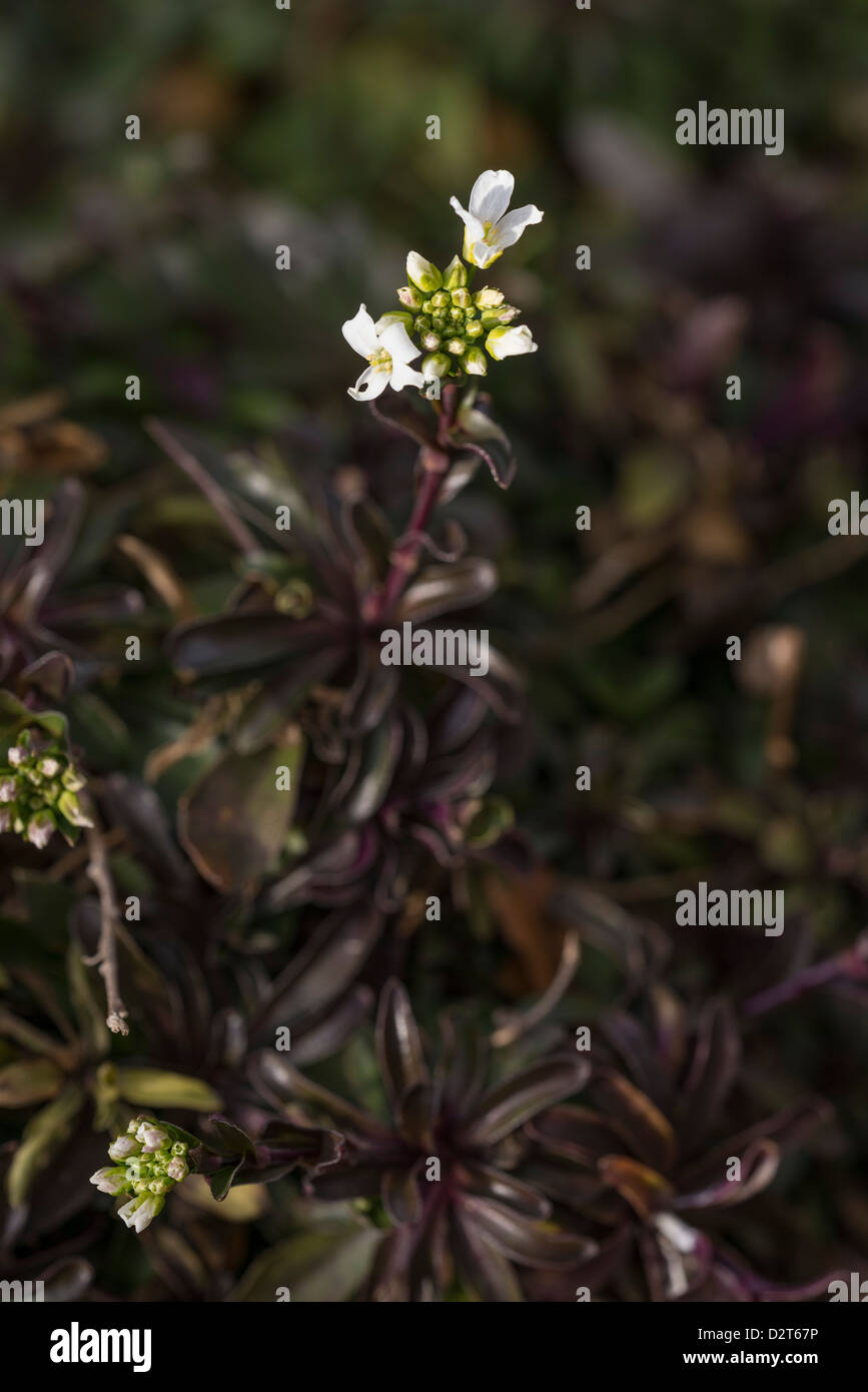 Arabis winter hi-res stock photography and images - Alamy