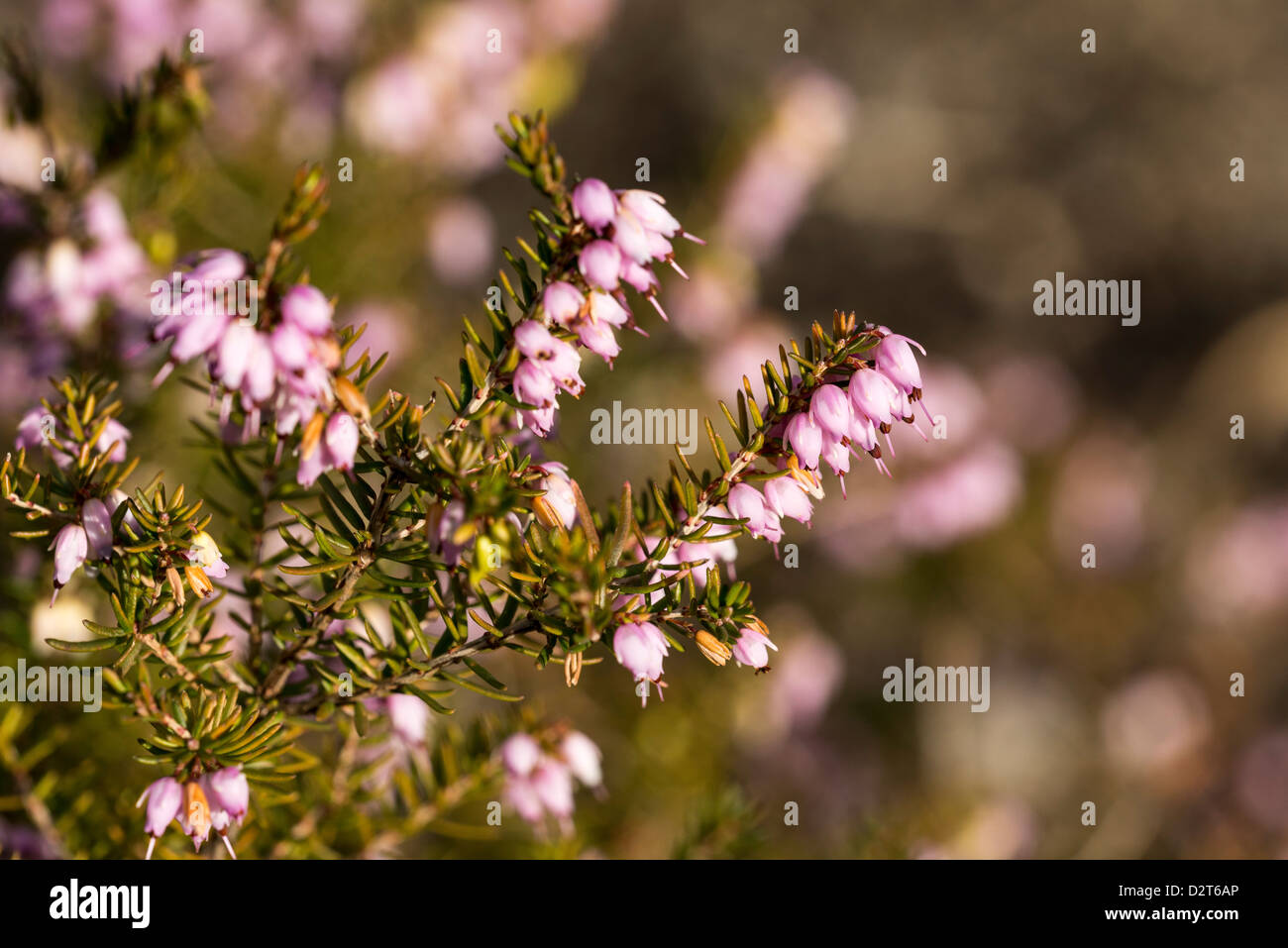 Heather blooms hi-res stock photography and images - Alamy