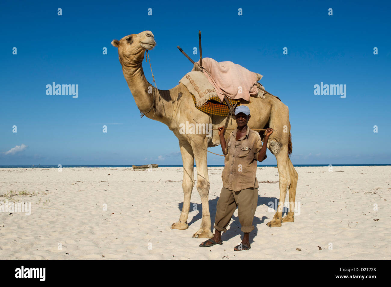 Camel on beach hi-res stock photography and images - Alamy