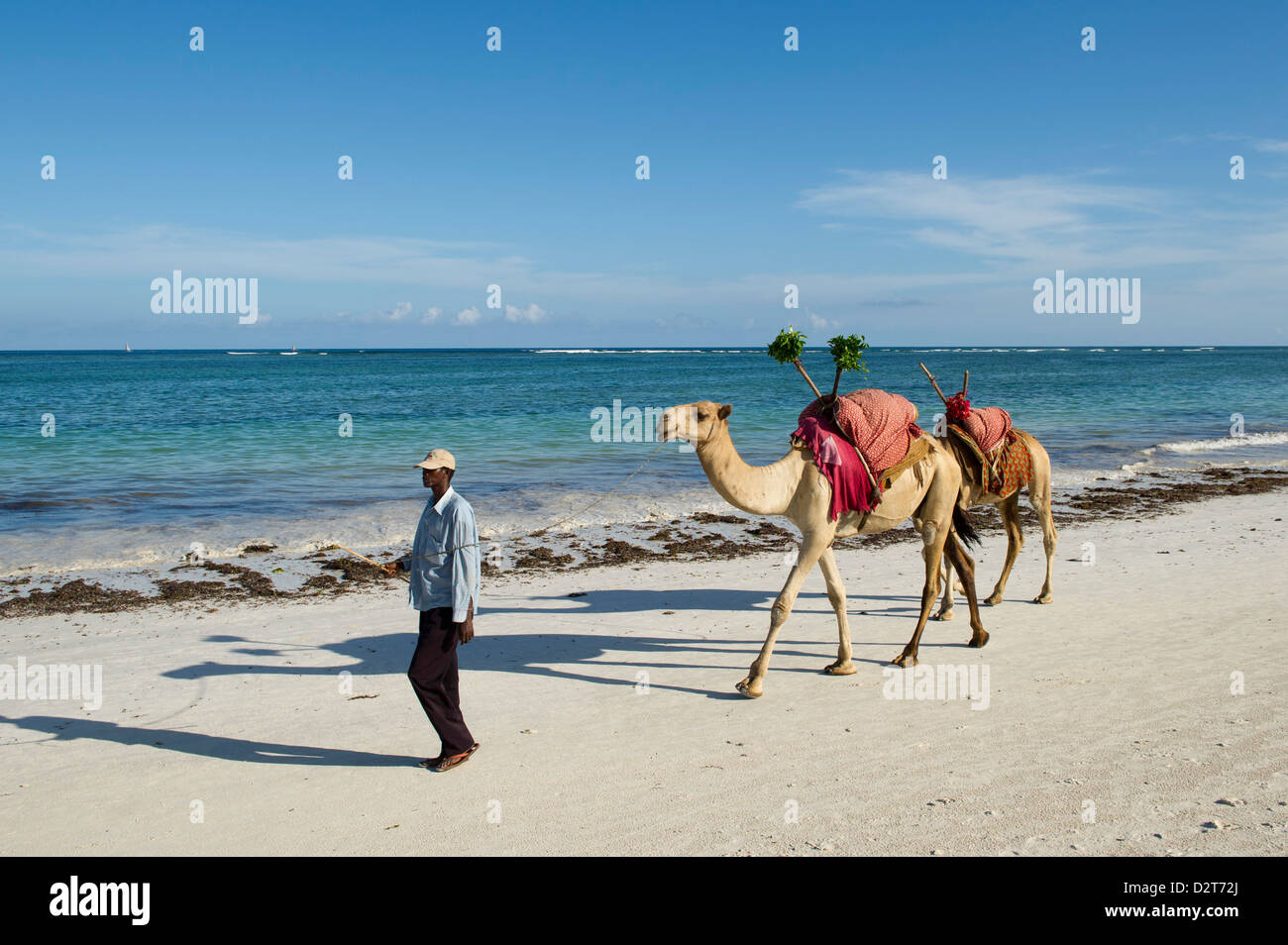 Indian ocean camel hi-res stock photography and images - Alamy