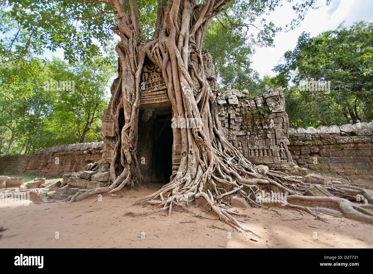 Giant Tree Roots High Resolution Stock Photography and Images - Alamy