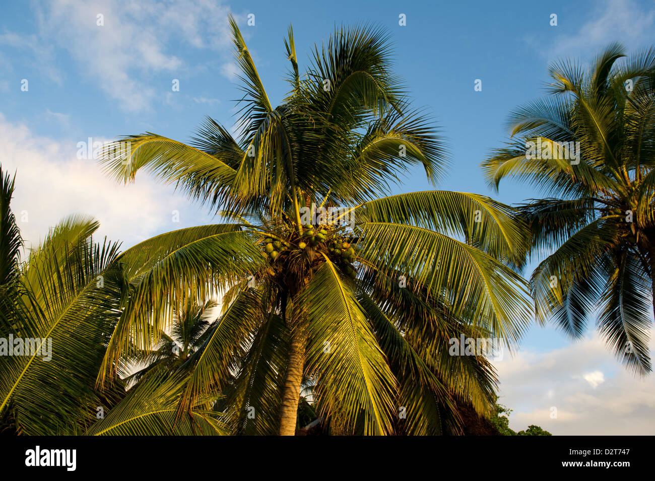 Palm tree, Diani Beach, Kenya Stock Photo - Alamy