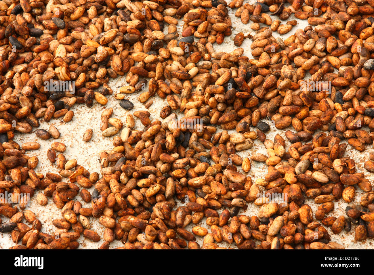 Cacao bean forest hi-res stock photography and images - Alamy