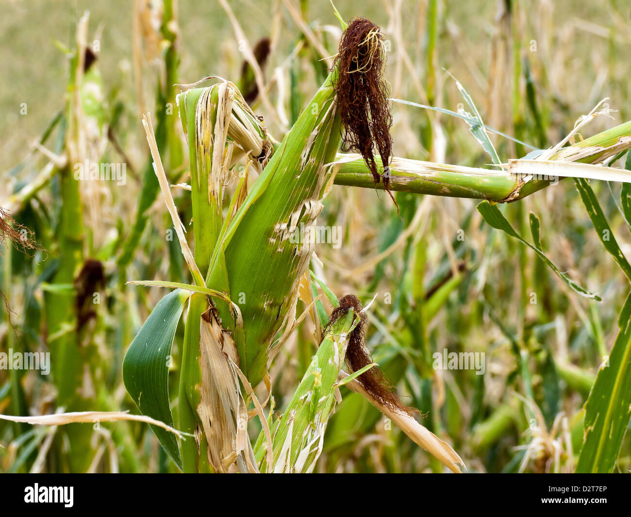 Hail damage crops hi-res stock photography and images - Alamy