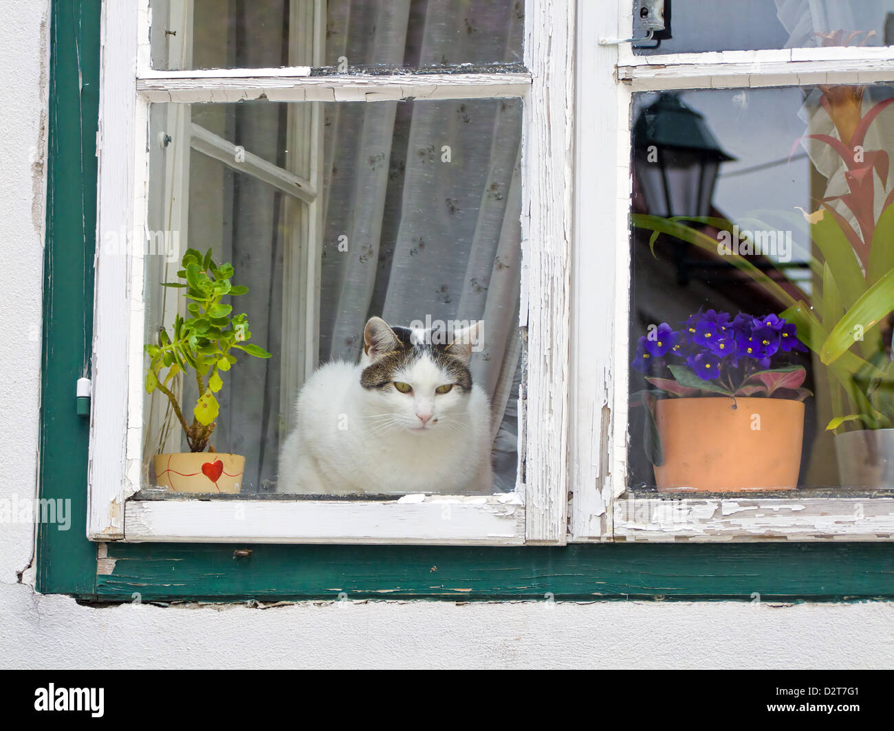 Cat sitting at a window and looks out Stock Photo - Alamy