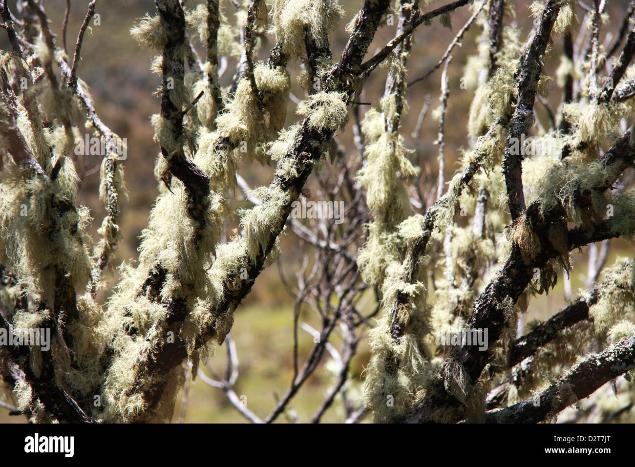 High vegetation hi-res stock photography and images - Alamy