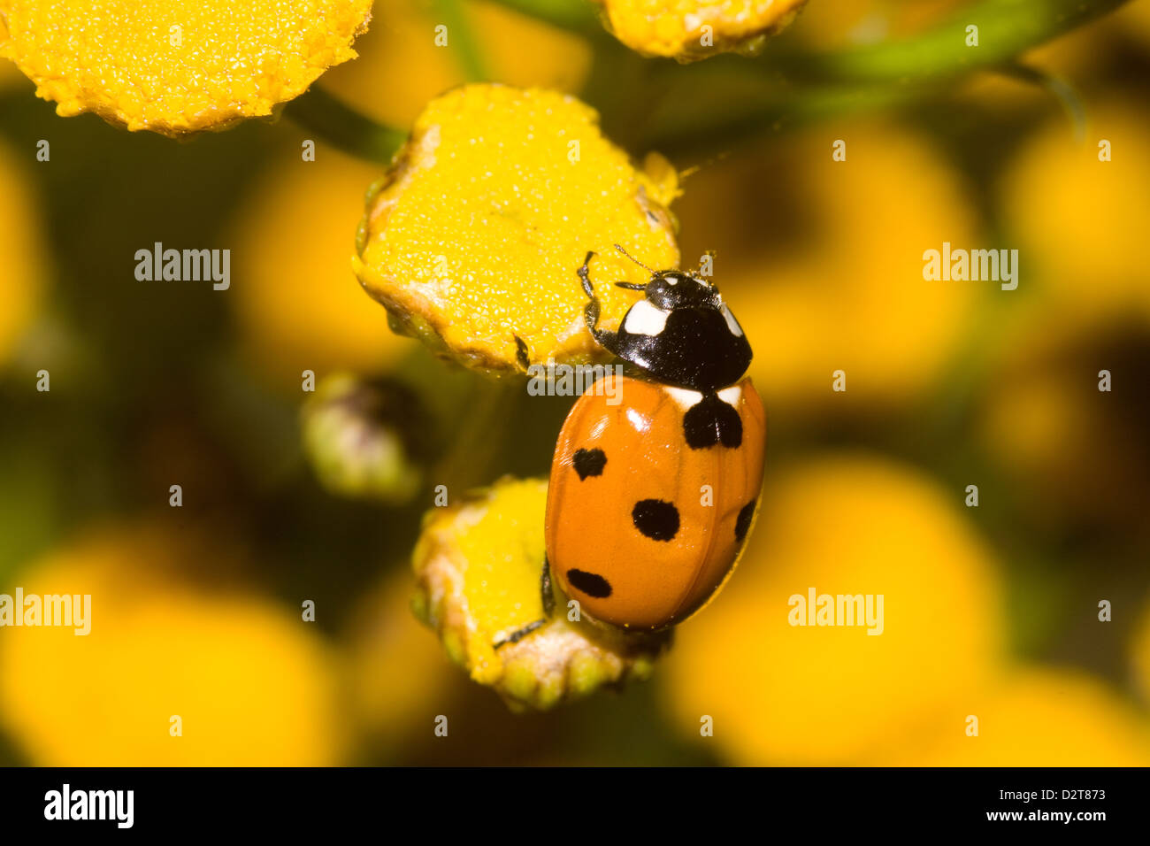 Ladybug on a flower Stock Photo - Alamy