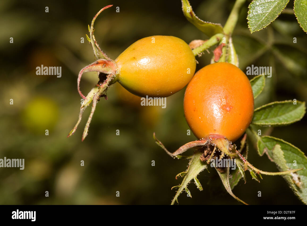 Two rosehip fruits Stock Photo - Alamy
