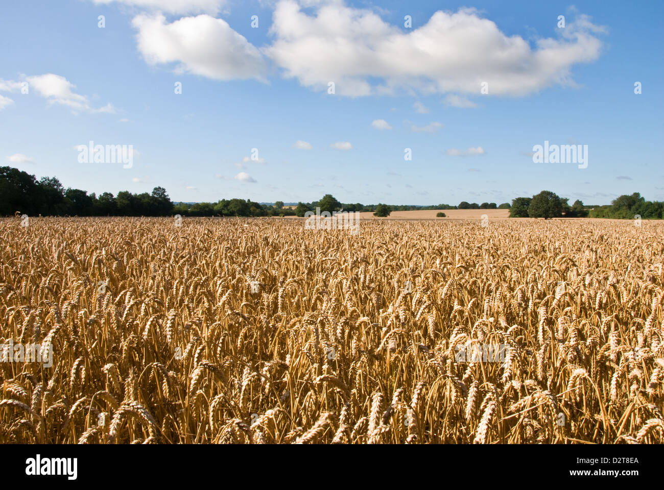 Field of wheat Stock Photo - Alamy