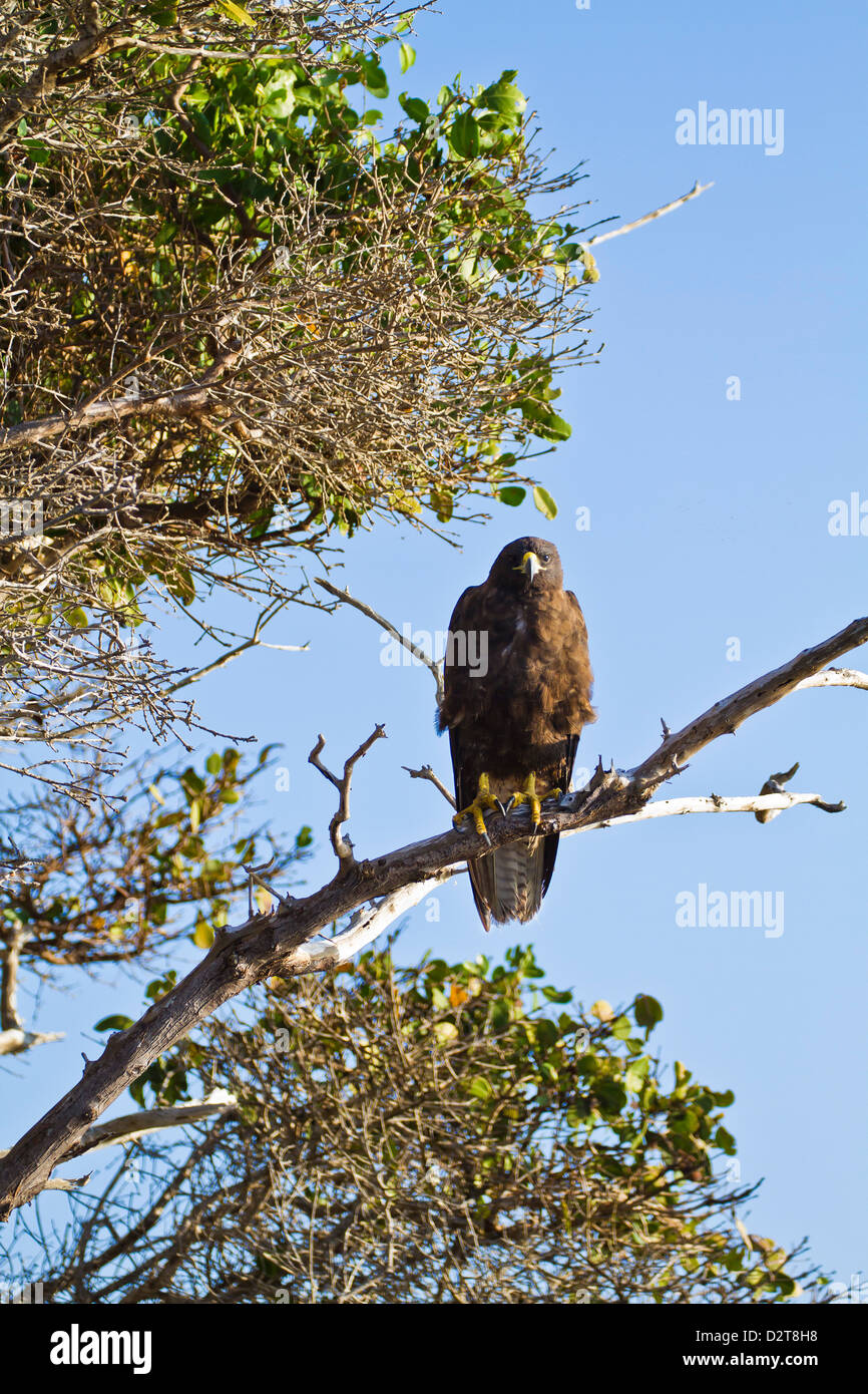 Galapagos hawk (Buteo galapagoensis), Espanola Island, Galapagos ...