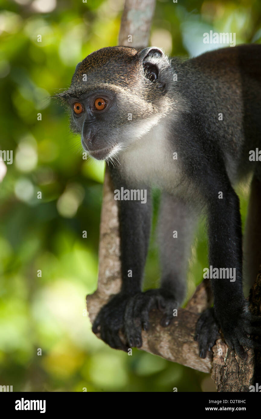 Blue monkey hi-res stock photography and images - Alamy