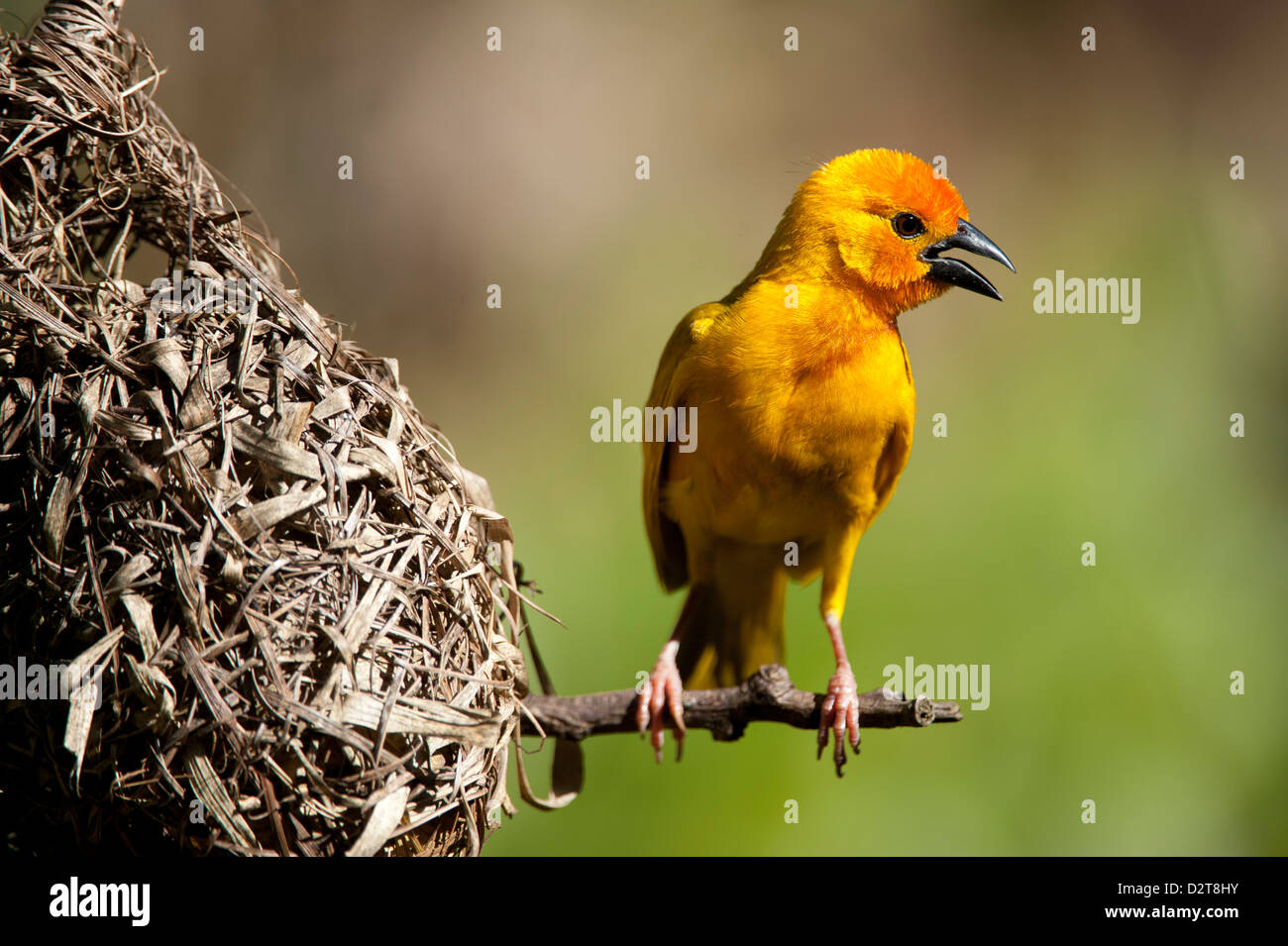 African golden weaver bird hi-res stock photography and images - Alamy