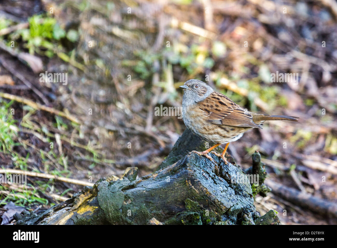 Small accentor hi-res stock photography and images - Alamy