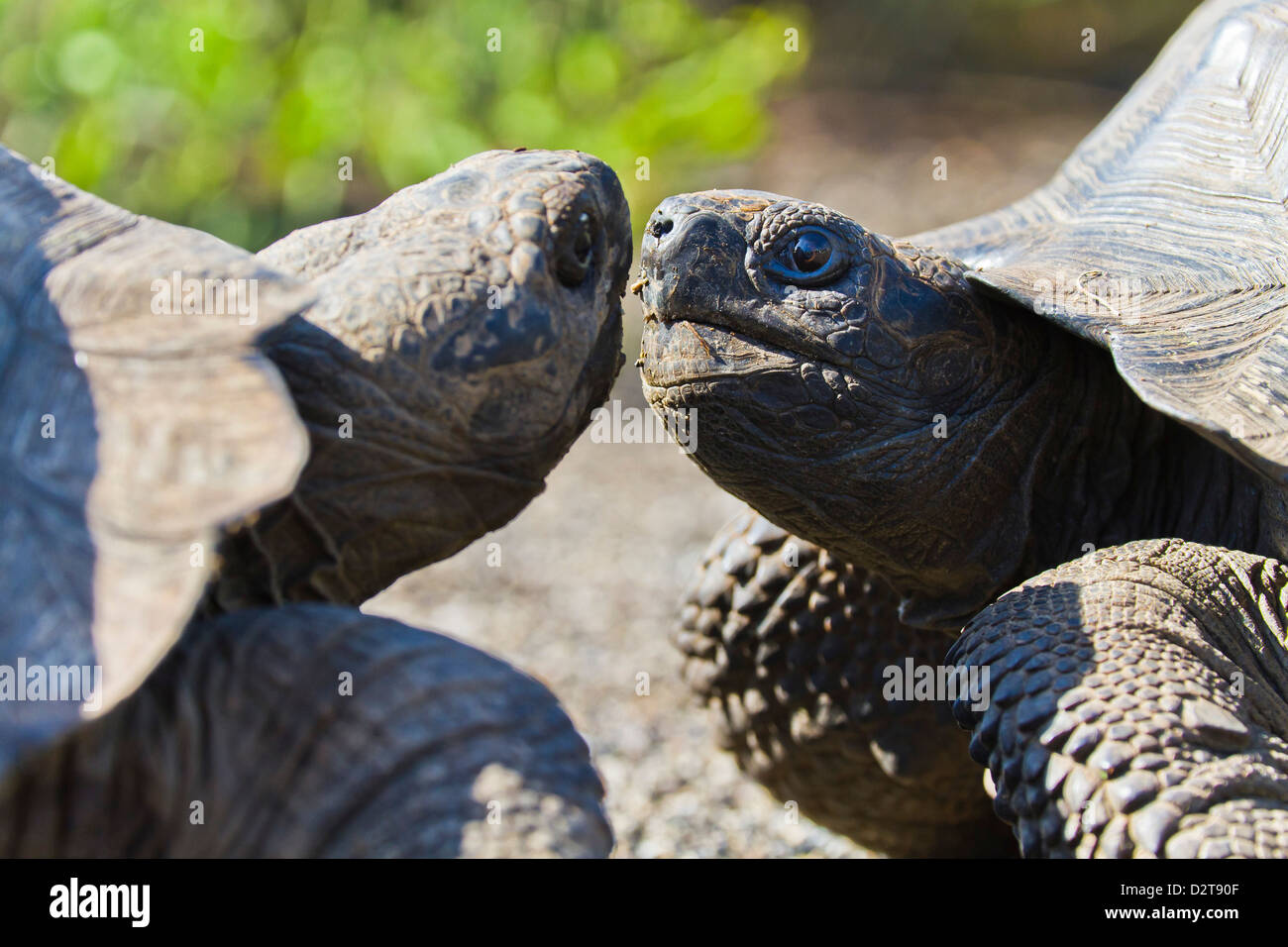 Wild Galapagos tortoise (Geochelone elephantopus), Urbina Bay, Isabela ...