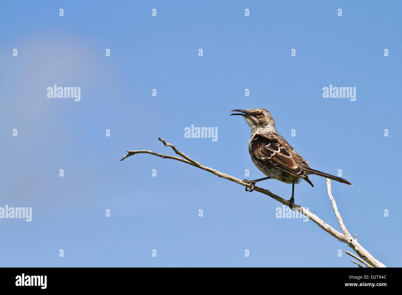 Adult Espanola mockingbird (Hood mockingbird) (Mimus macdonaldi ...