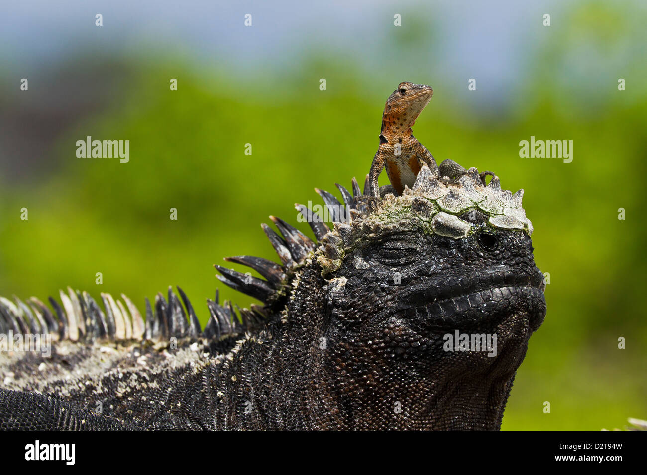 Lava lizard on top of marine iguana, Las Bachas, Santa Cruz Island ...