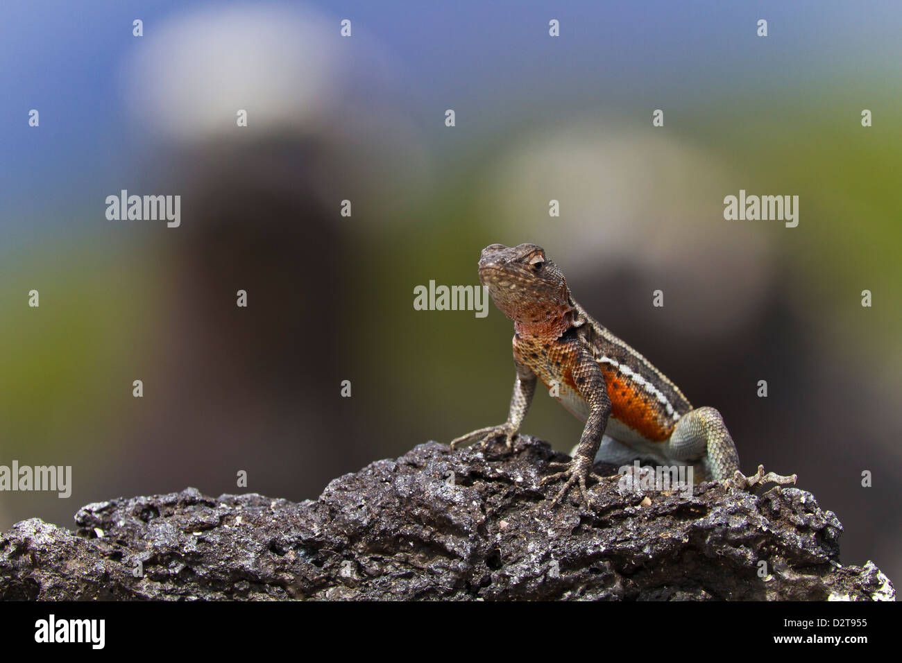 Lava lizard microlophus spp las hi-res stock photography and images - Alamy
