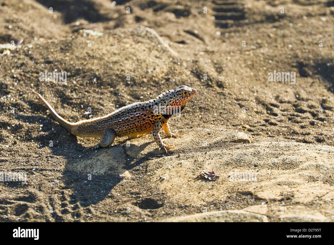 Male lava lizard (Microlophus spp), Las Bachas, Santa Cruz Island ...