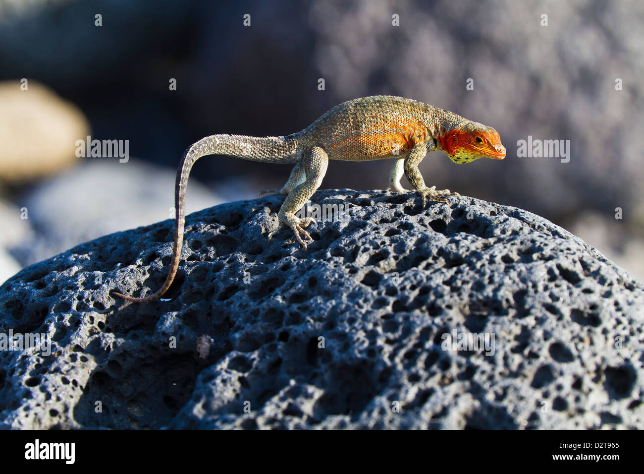 Female lava lizard (Microlophus spp), Las Bachas, Santa Cruz Island ...