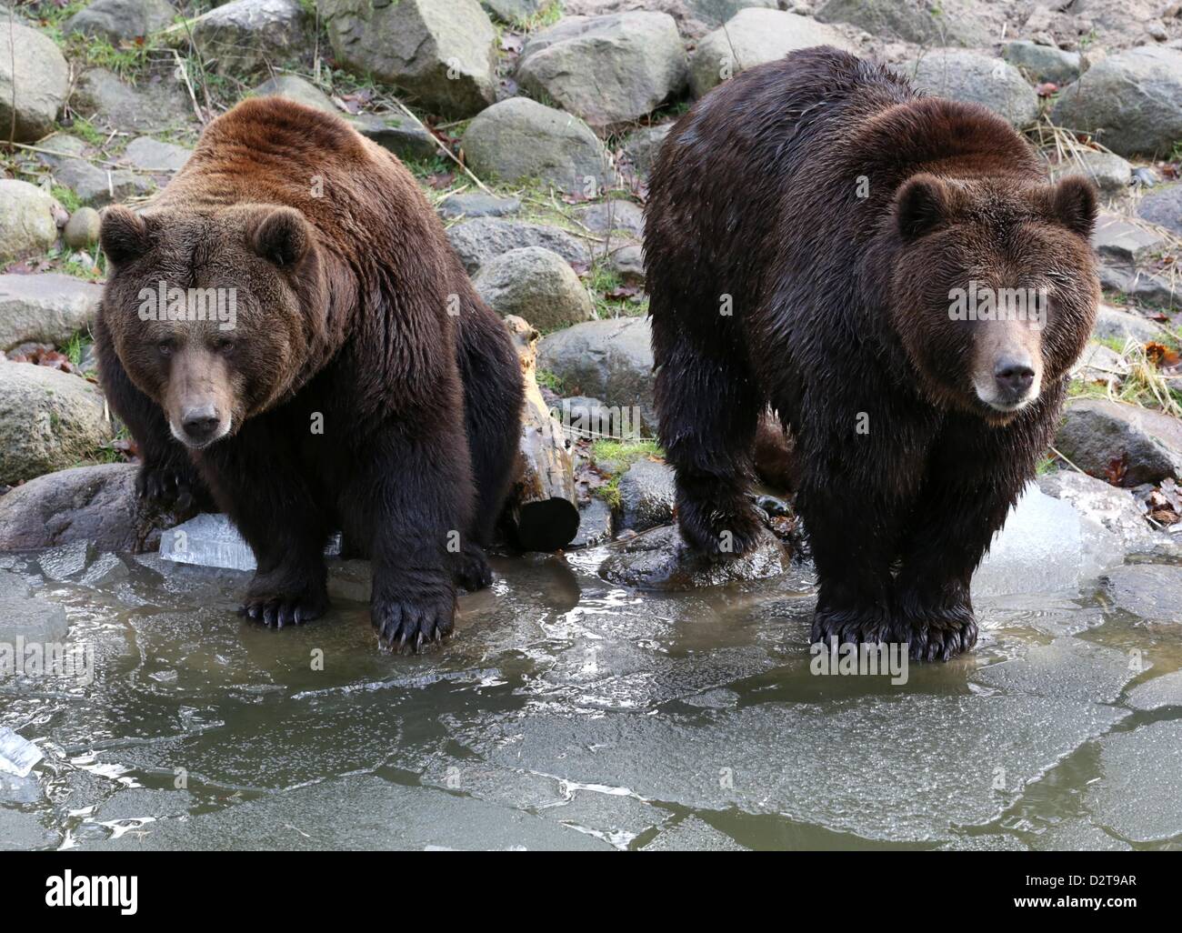 Swedish bear hi-res stock photography and images - Alamy