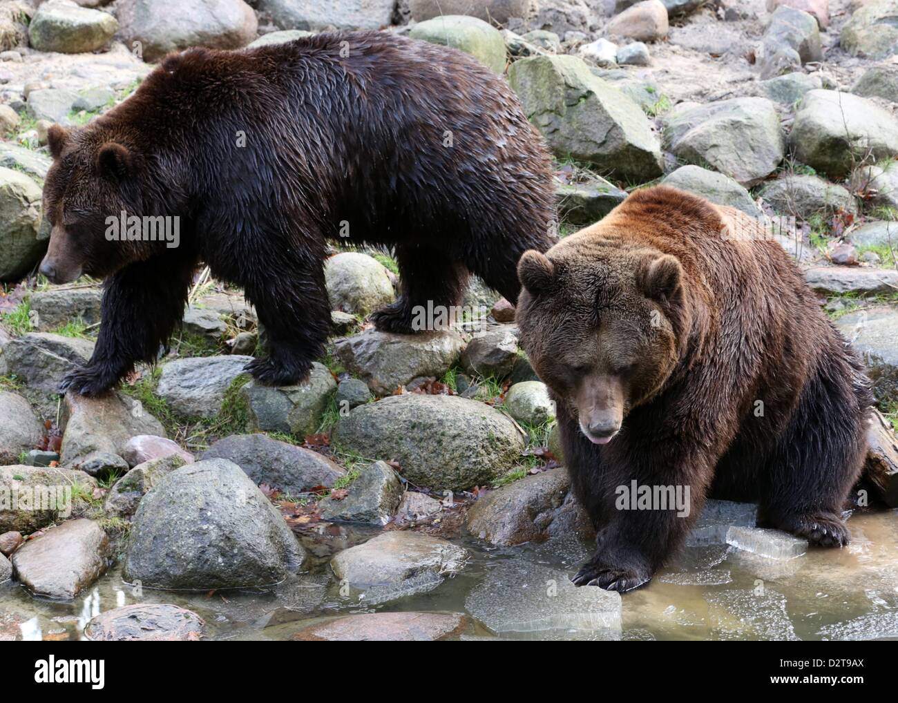 The Swedish brown bears Fred (R) and Frode play in the water after ...
