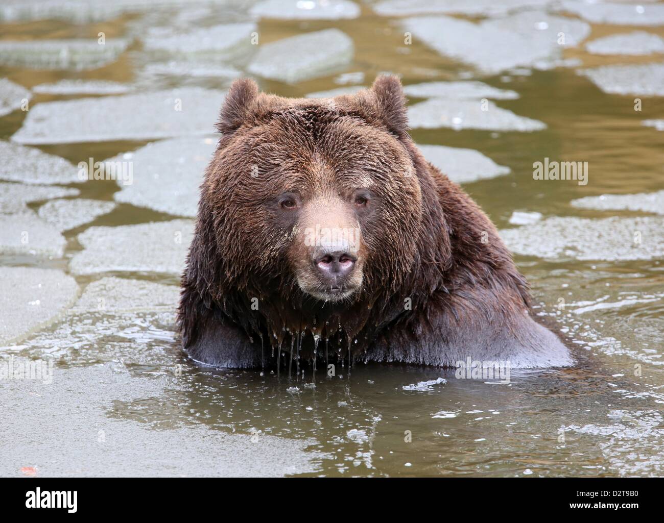 The Swedish brown bear Fred plays in the water after coming out of ...