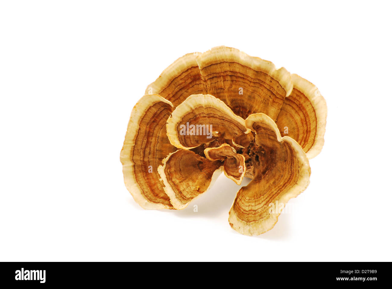 Small agaric Cut Out Stock Images & Pictures - Alamy