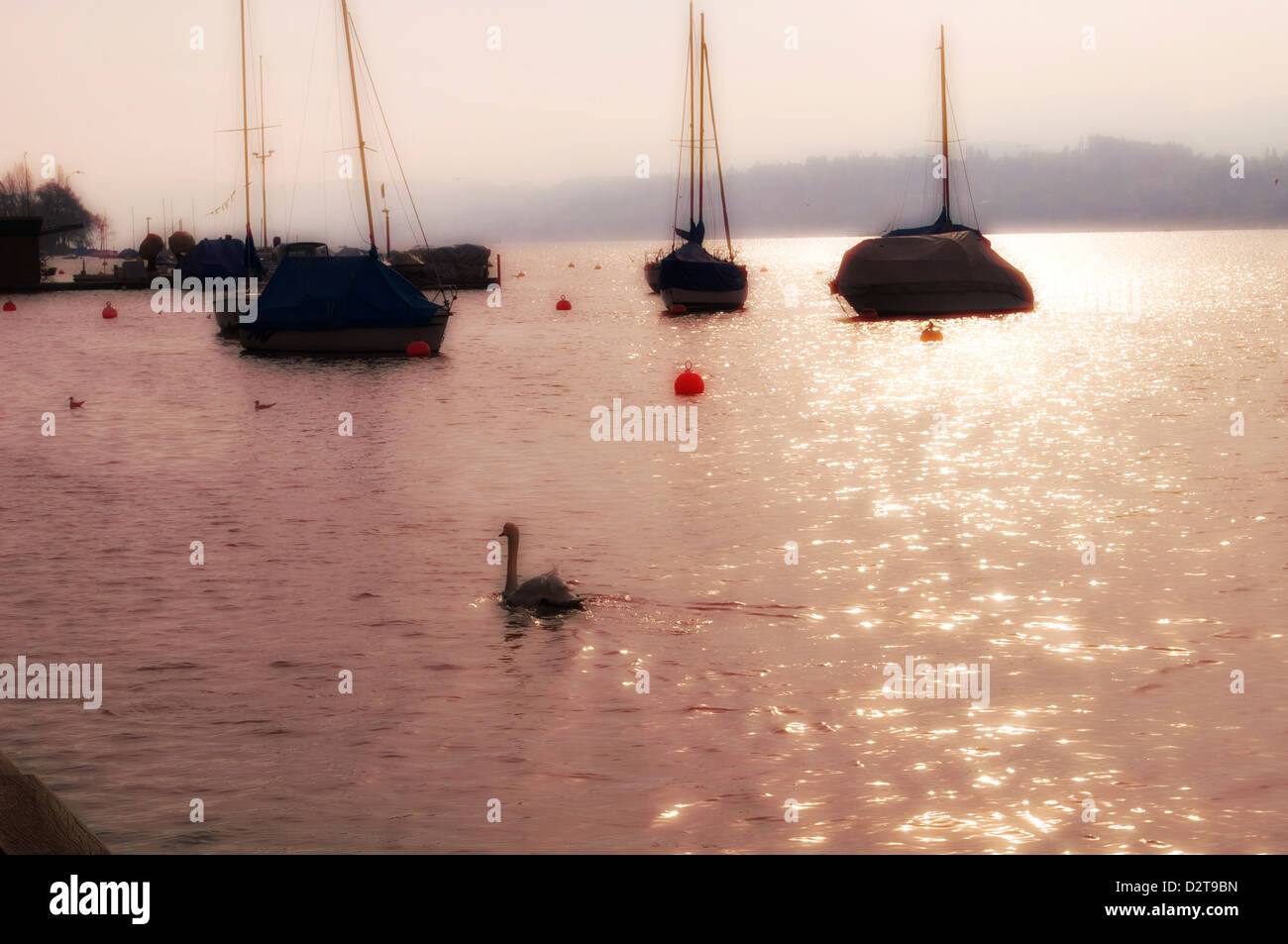 Sunset along the lake of Zurich with a swan in silhouette and boats in ...