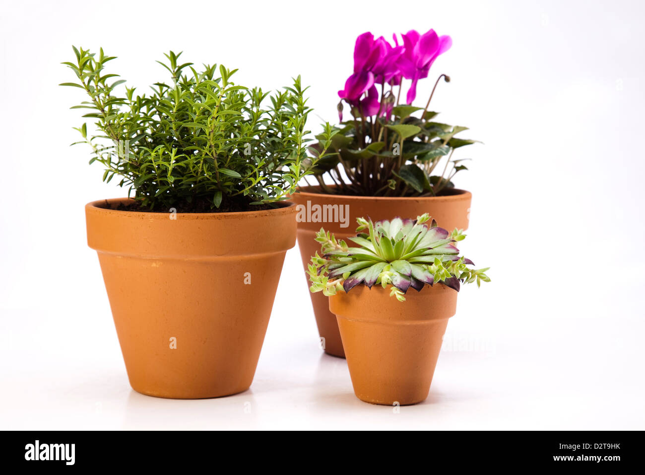 Garden concept, plants on white background Stock Photo - Alamy