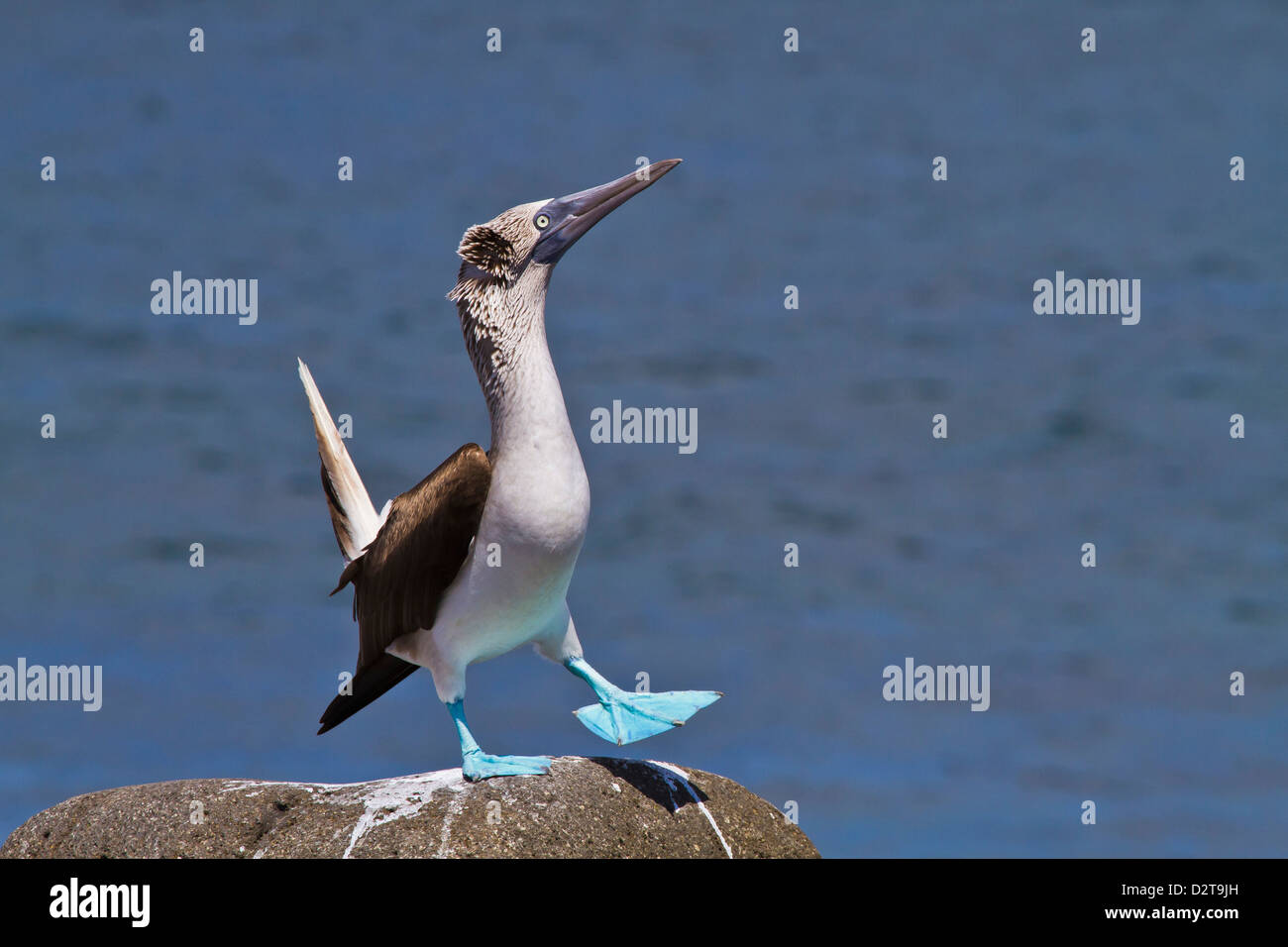 Blue-footed booby (Sula nebouxii) male, North Seymour Island, Galapagos ...