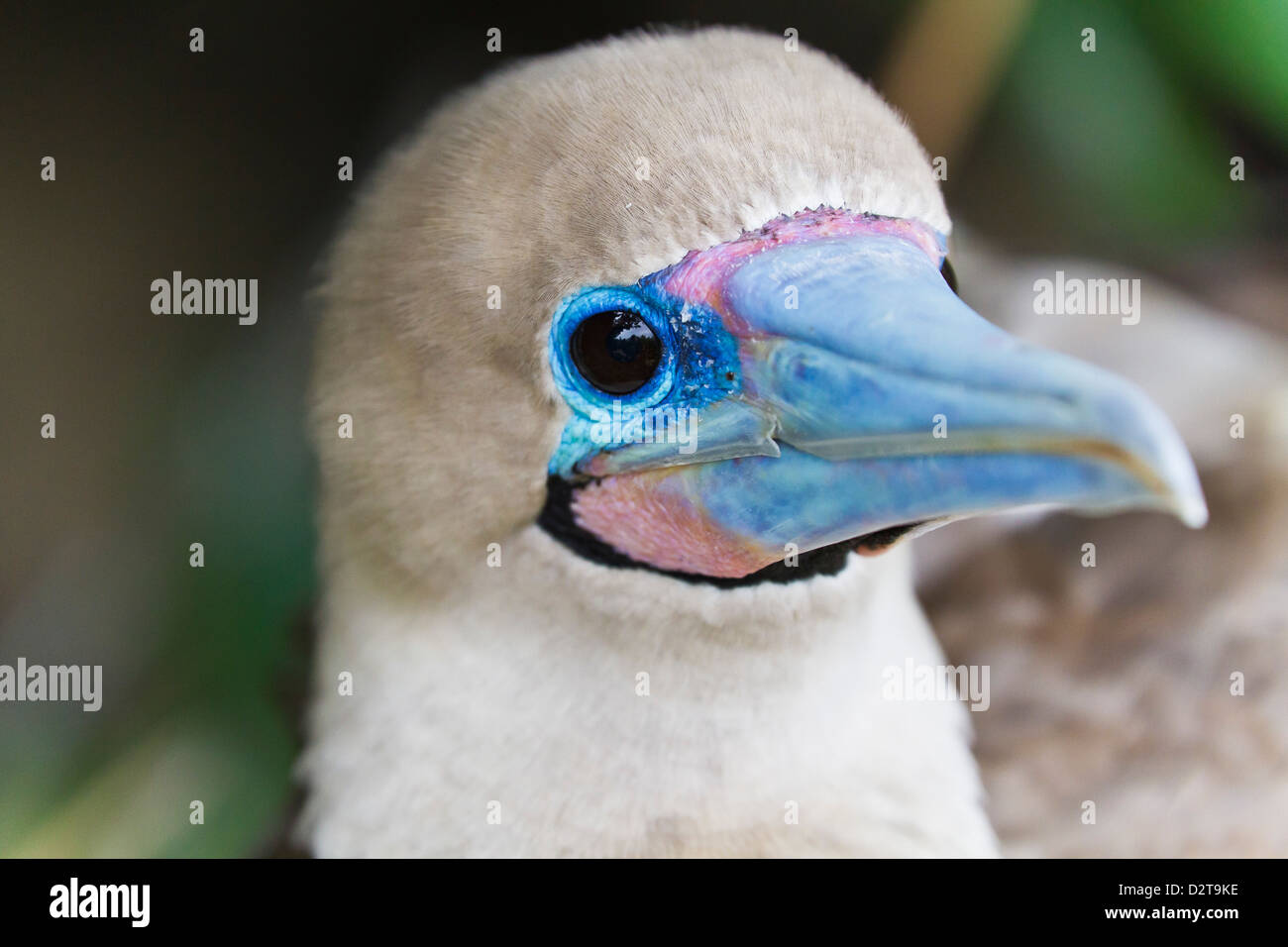 Adult dark morph red-footed booby (Sula sula), Genovesa Island ...