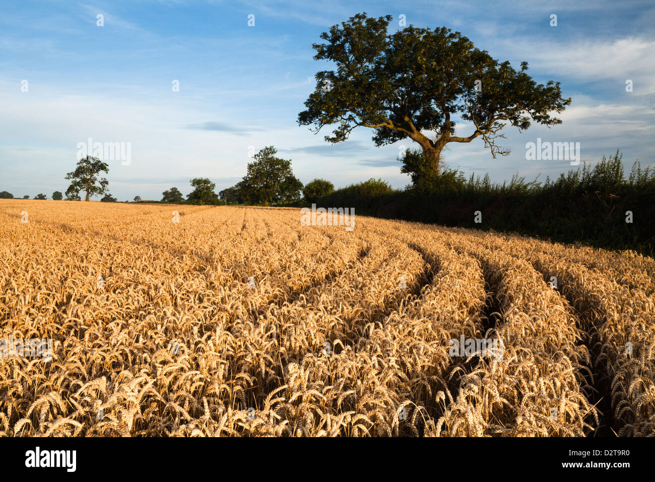 A field of ripened Wheat and weathered Ash tree in warm dawn light near ...