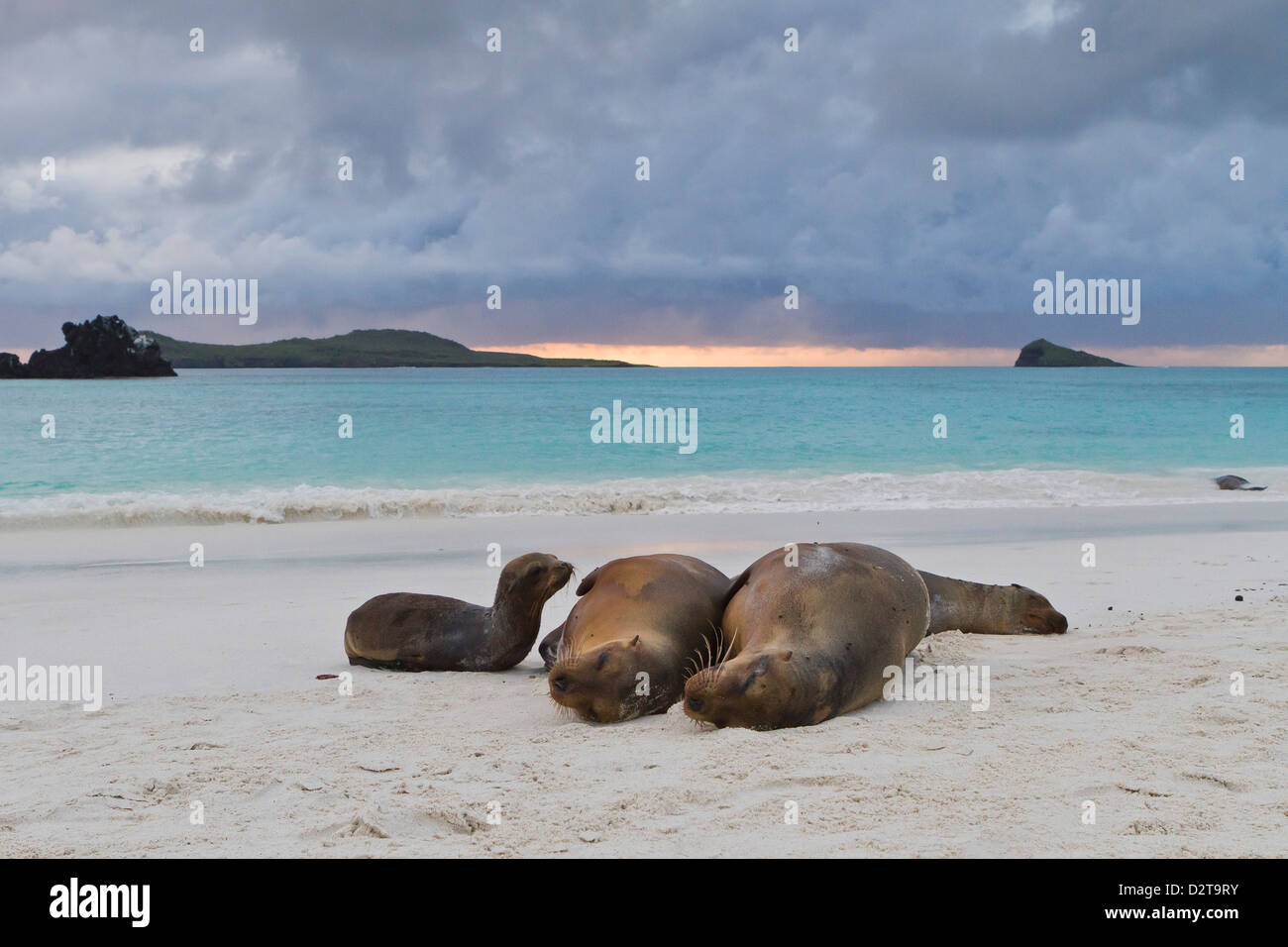 Galapagos sea lions (Zalophus wollebaeki), Gardner Bay, Espanola Island ...