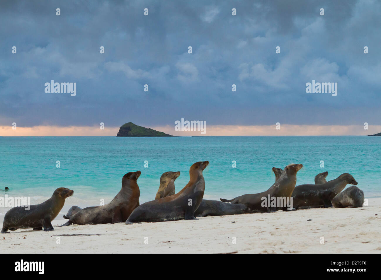 Galapagos sea lions (Zalophus wollebaeki), Gardner Bay, Espanola Island ...