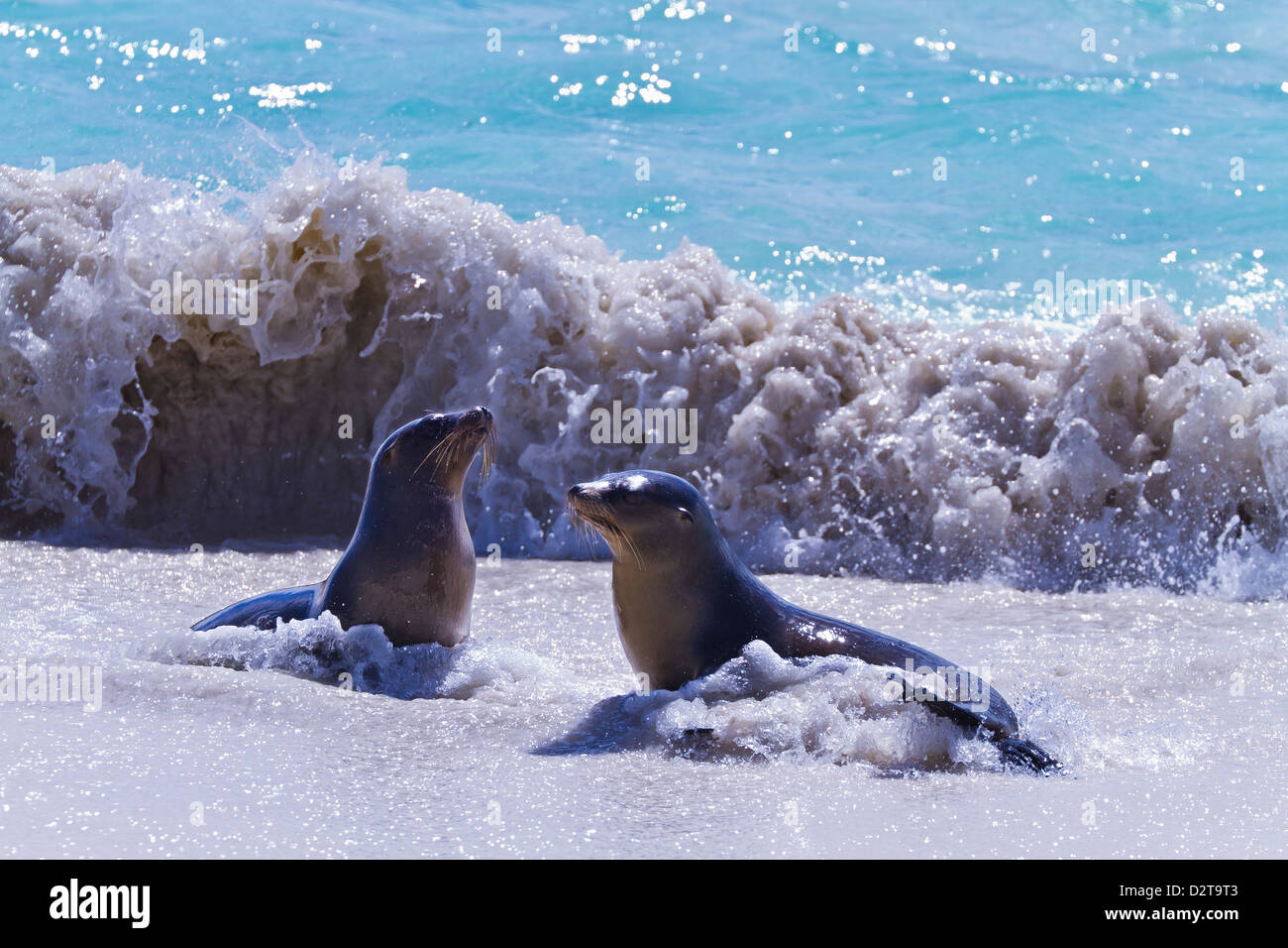 Galapagos sea lions (Zalophus wollebaeki), Gardner Bay, Espanola Island ...