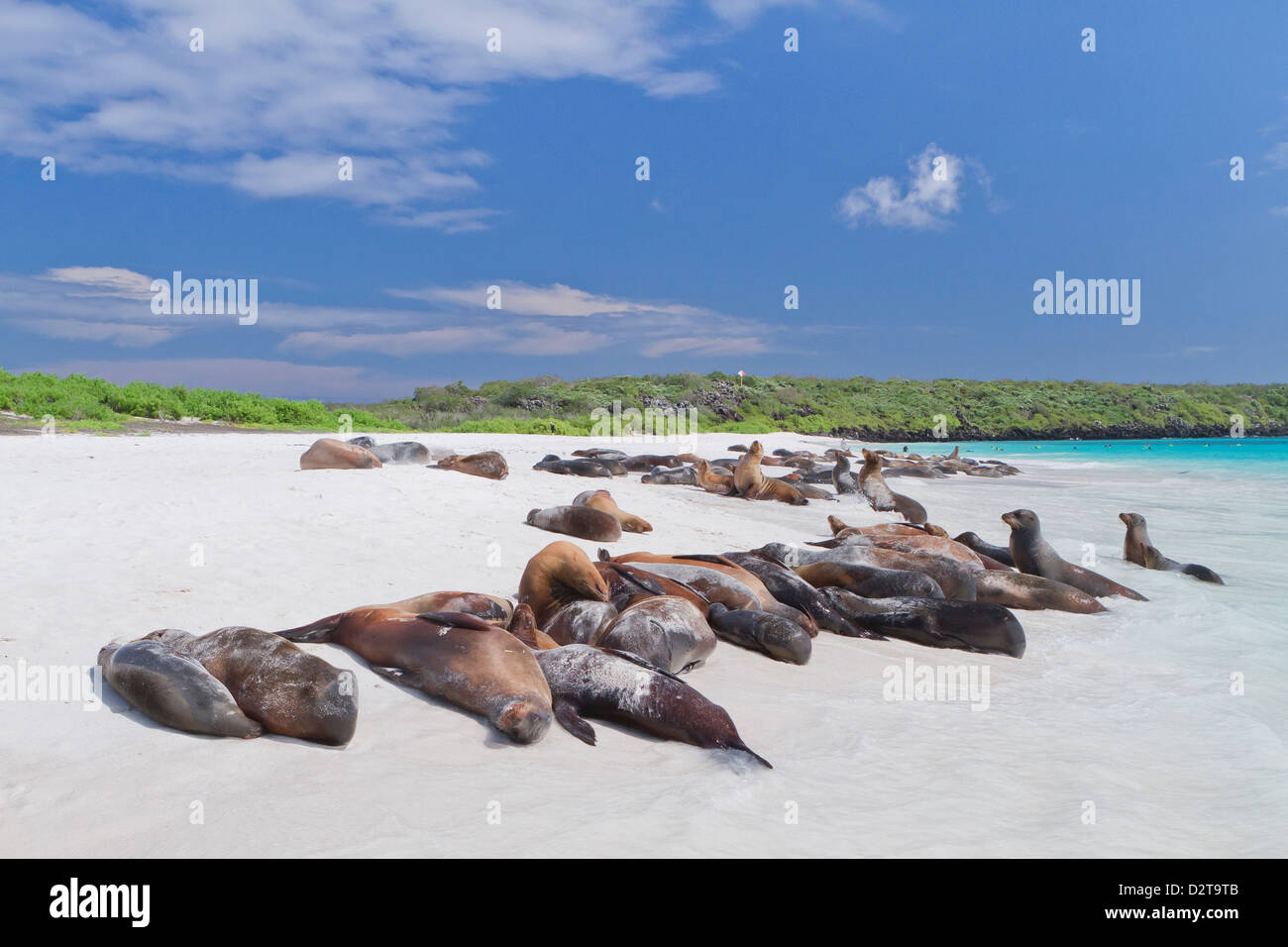 Galapagos sea lions (Zalophus wollebaeki), Gardner Bay, Espanola Island ...