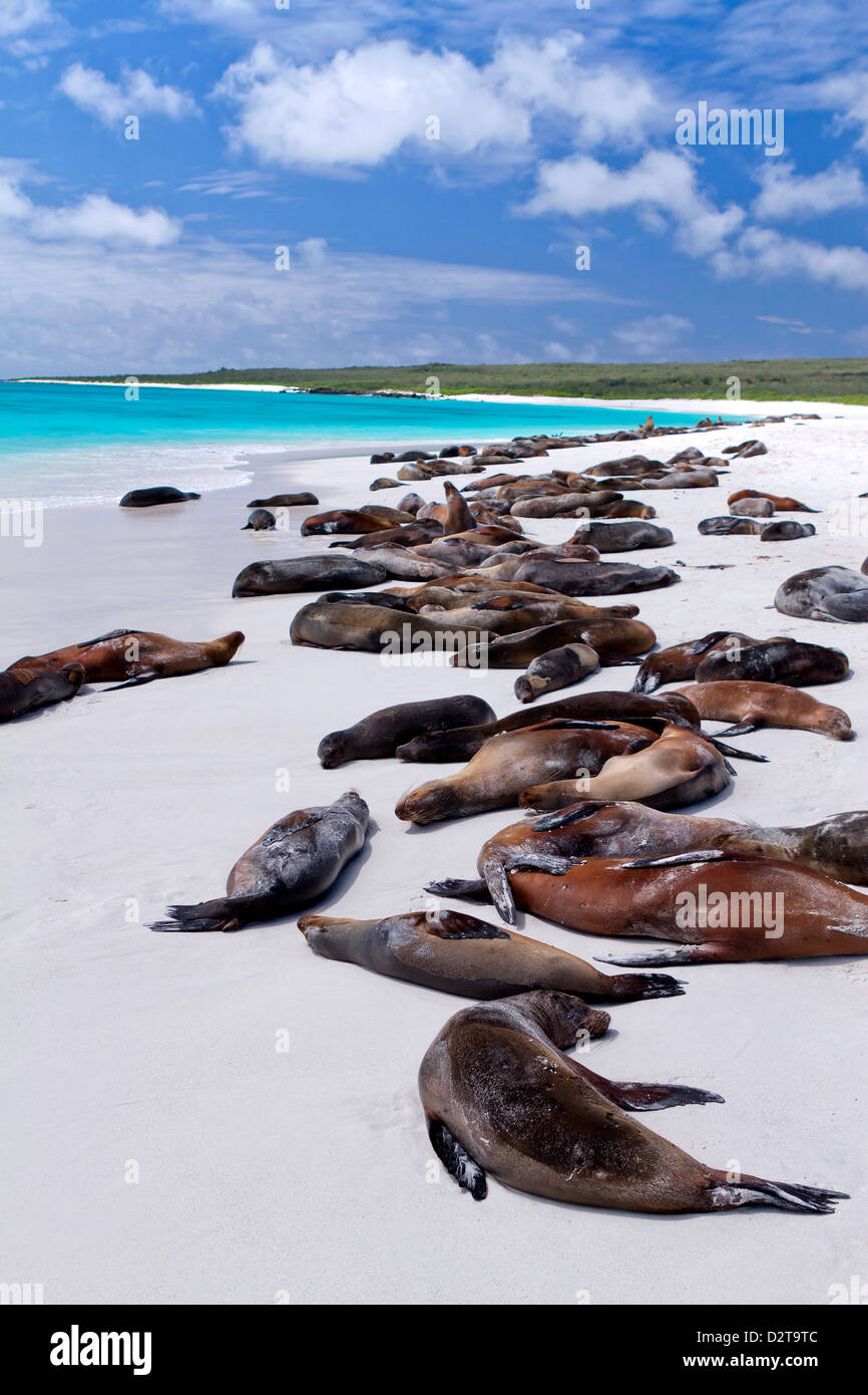 Galapagos sea lions (Zalophus wollebaeki), Gardner Bay, Espanola Island ...