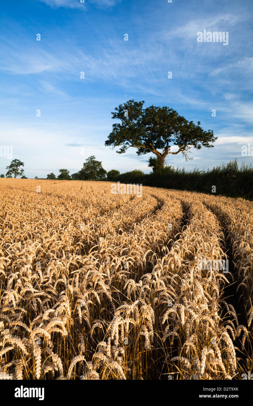 A field of ripened Wheat and weathered Ash tree in warm dawn light near ...