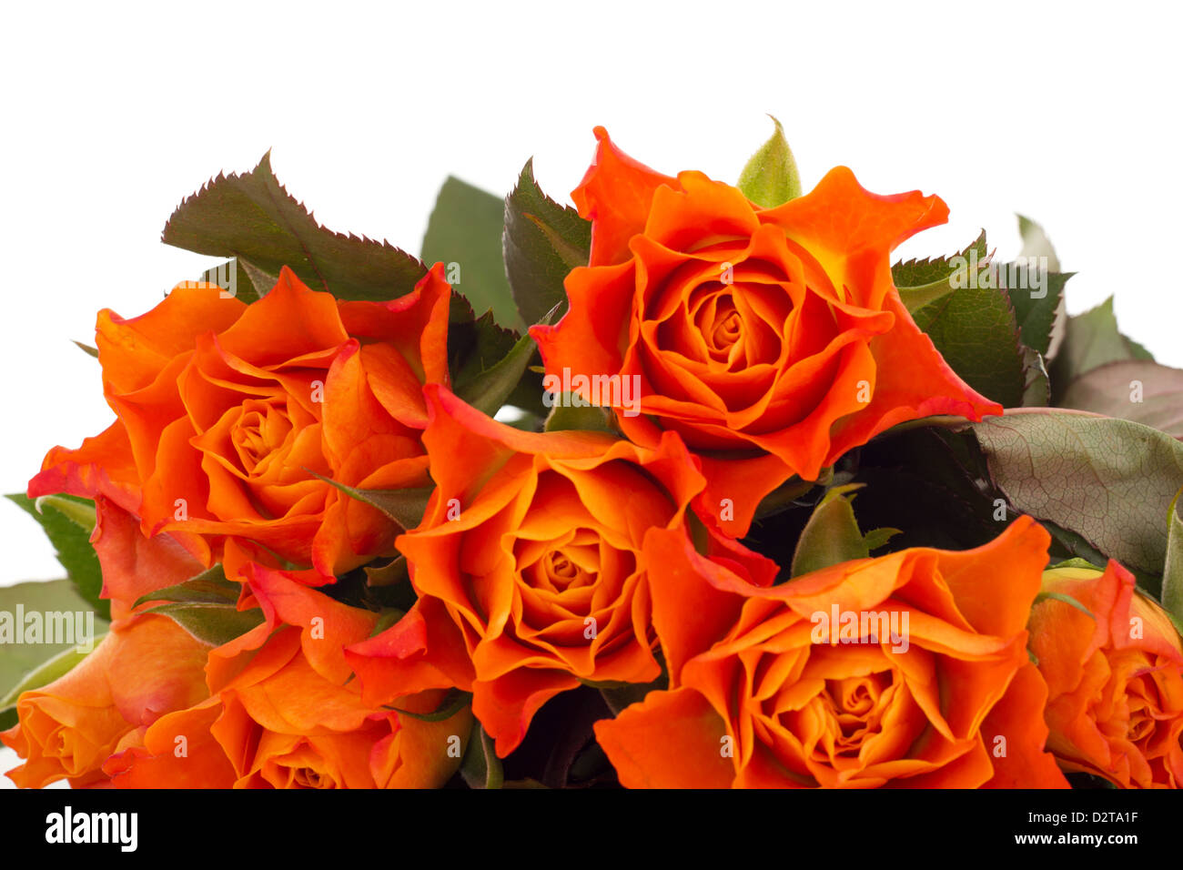 Bunch of roses Stock Photo - Alamy