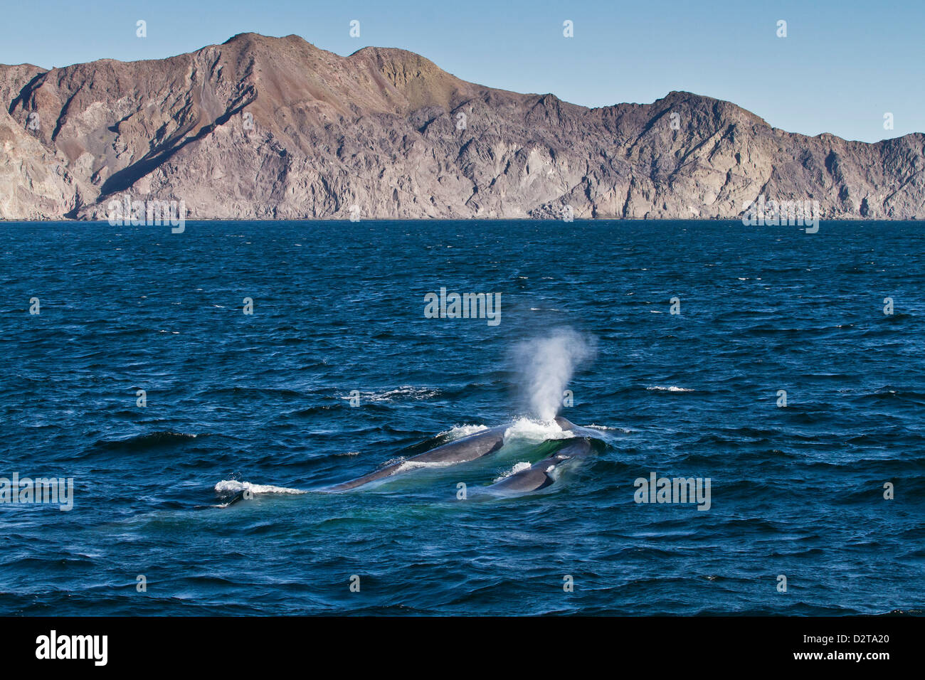 Blue whale cow (Balaenoptera musculus) and calf, southern Gulf of ...