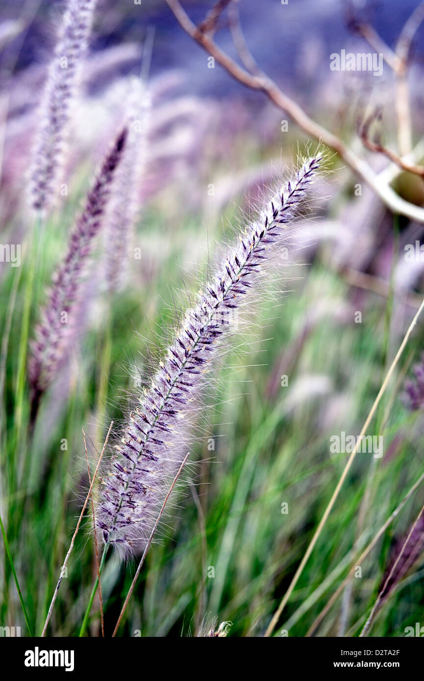 Fountain grass invasive hi-res stock photography and images - Alamy