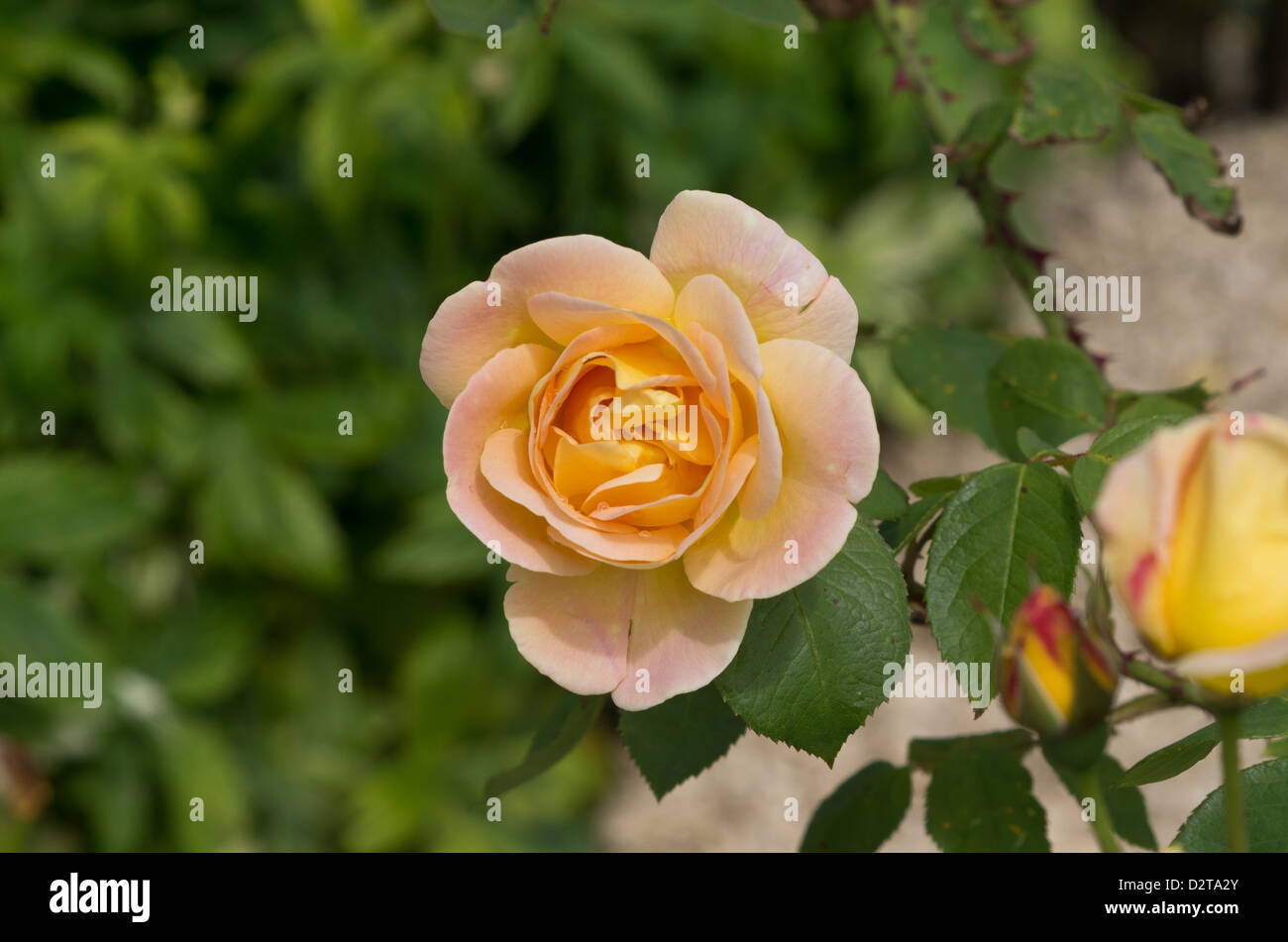 Eckener High Resolution Stock Photography and Images - Alamy