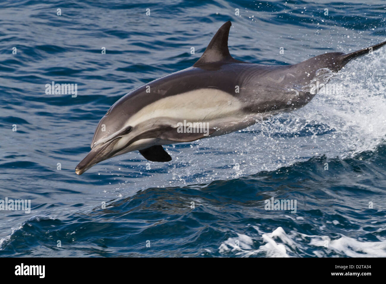 Long-beaked common dolphin (Delphinus capensis), Isla San Esteban, Gulf ...