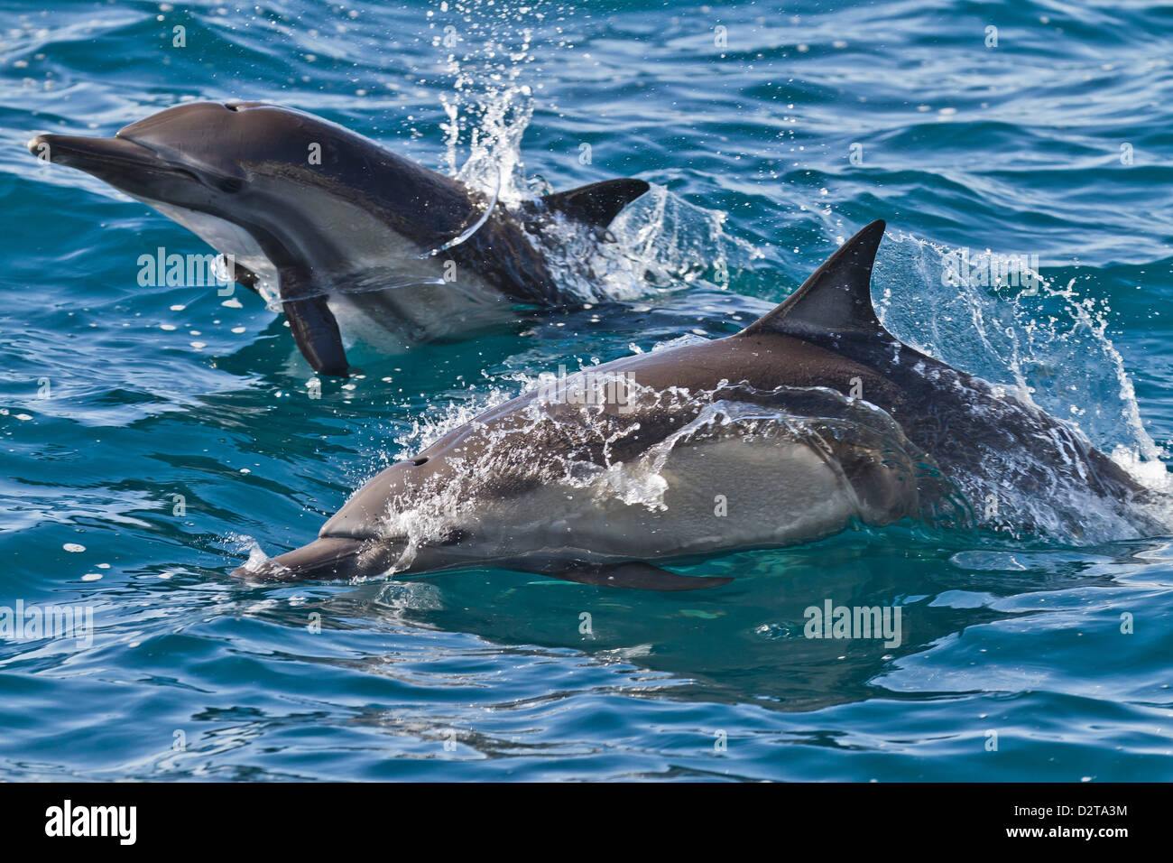 Long-beaked common dolphin (Delphinus capensis), Isla San Esteban, Gulf ...