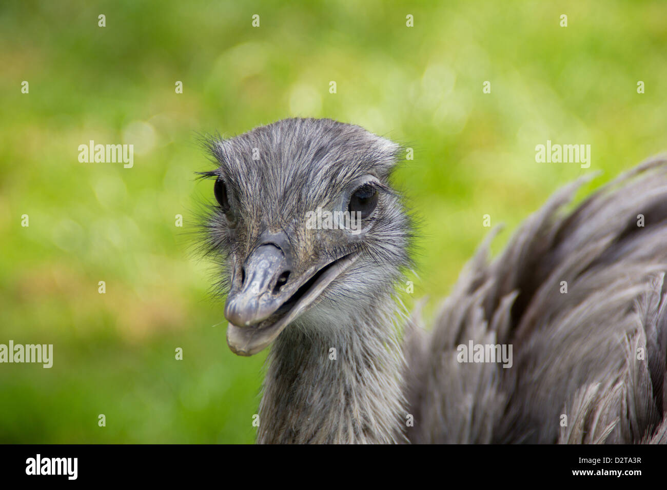 Paleognaths hi-res stock photography and images - Alamy