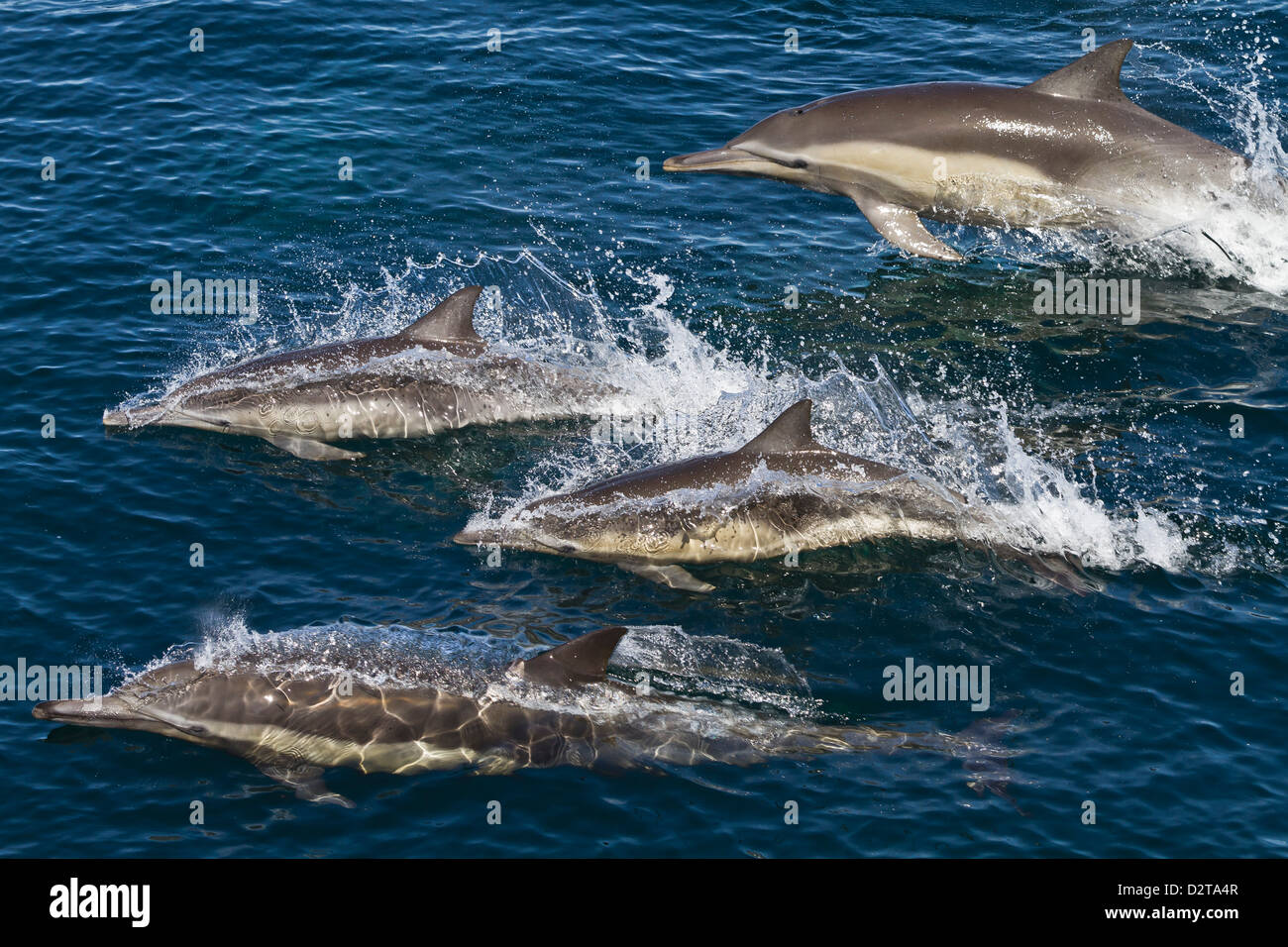 Long-beaked common dolphins (Delphinus capensis), Isla San Esteban ...