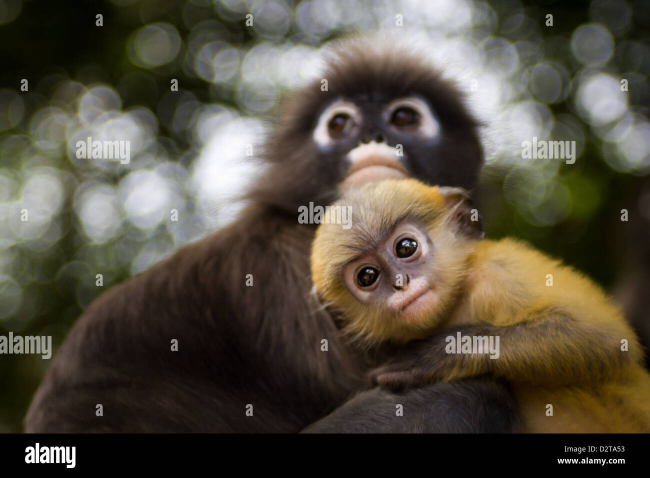 A baby Dusky Leaf Monkeys or Spectacled Langur Monkey curiously looking ...