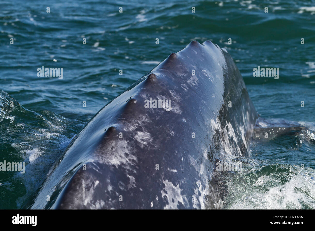 California gray whale (Eschrichtius robustus) caudal peduncle, San ...