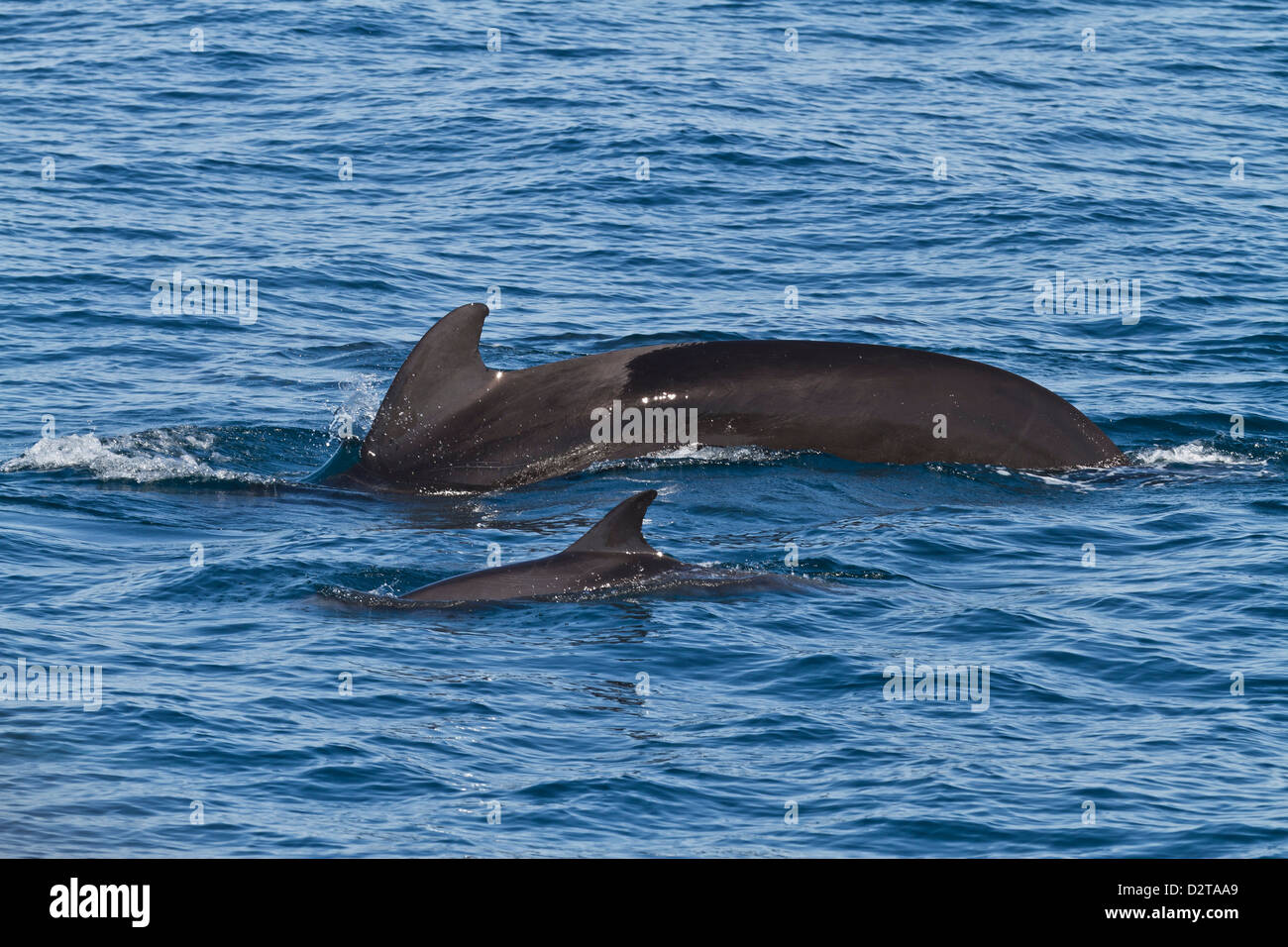 Short-finned pilot whale and bottlenose dolphin, Isla San Pedro Martir ...